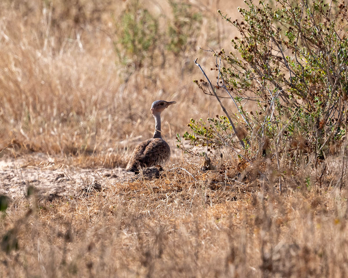 Birding Senegal: Costco ads and Scissor-tailed Kites - 10,000 Birds
