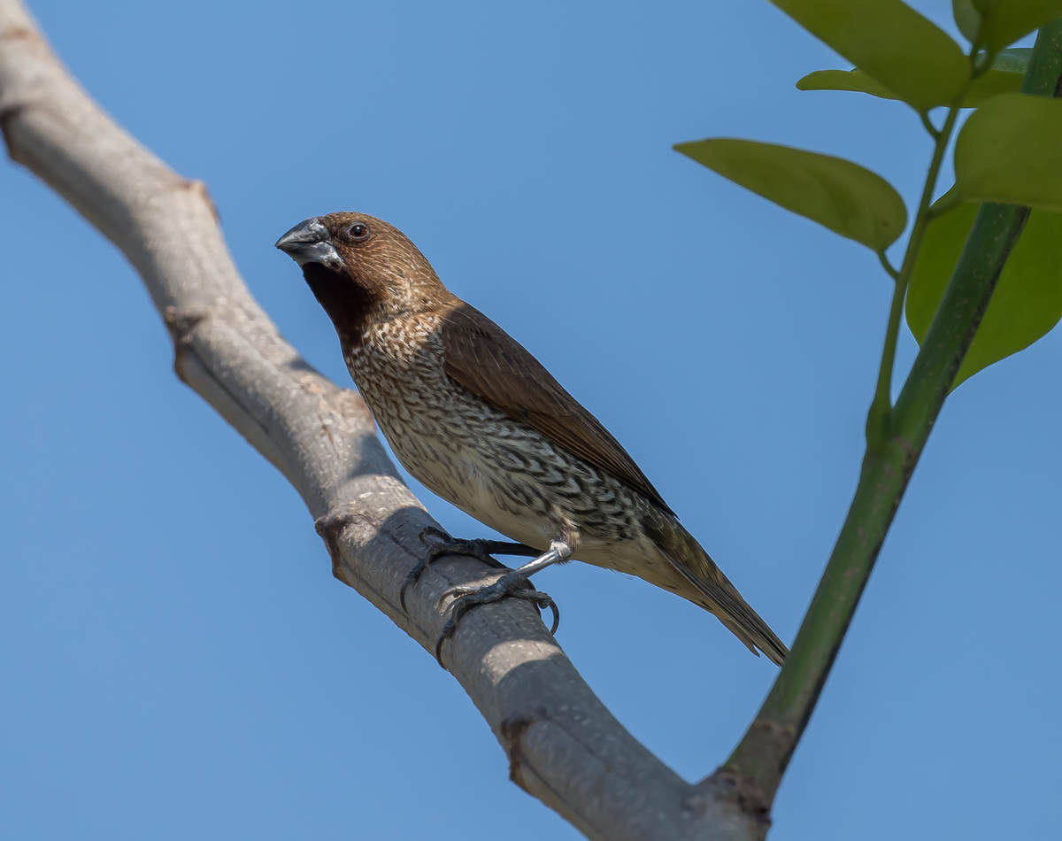 Birding Ho Chi Minh City, Vietnam - 10,000 Birds