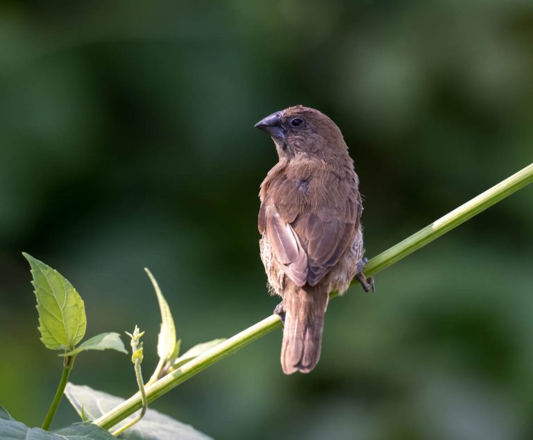 Birding Ho Chi Minh City, Vietnam - 10,000 Birds