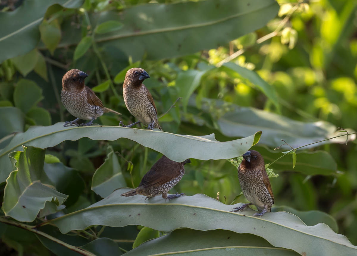 Birding Ho Chi Minh City, Vietnam - 10,000 Birds