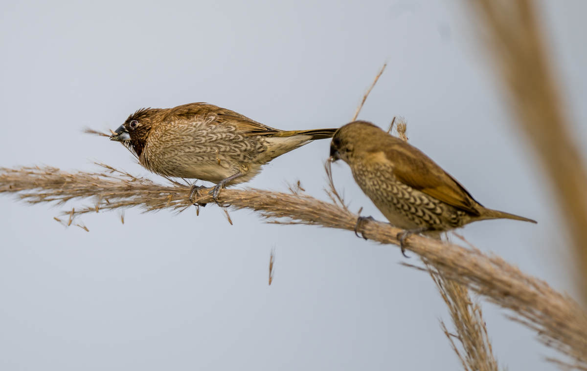 Birding the Danzhou Bay area (Hainan, China) by day - 10,000 Birds