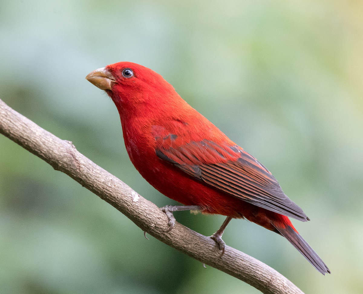 Getting sentimental: Birding at Baihualing, China - 10,000 Birds