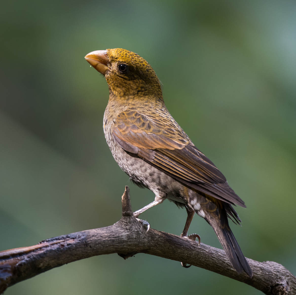 Getting sentimental: Birding at Baihualing, China - 10,000 Birds