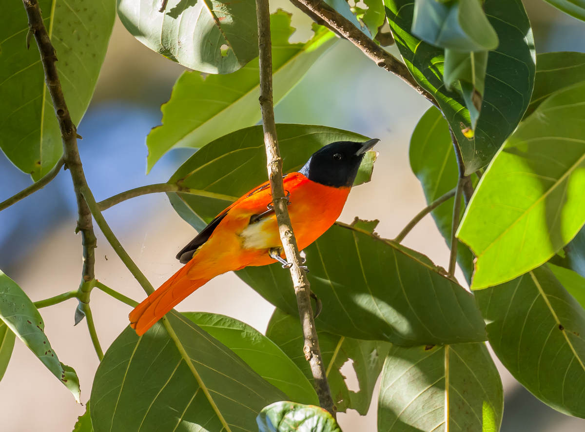 Birding Tongbiguan, Yunnan (part 1) - 10,000 Birds
