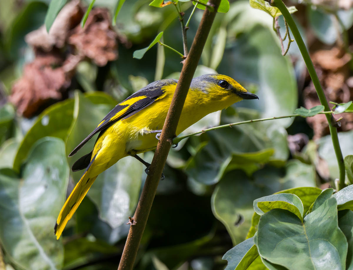 Birding Jianfengling, Hainan (I to Z) - 10,000 Birds