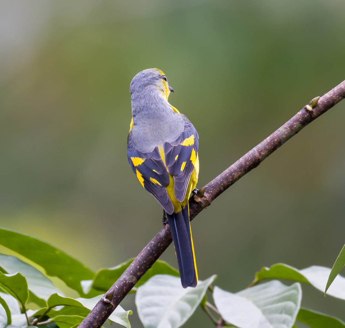 Birding Nonggang, Guangxi, China - part 1 - 10,000 Birds