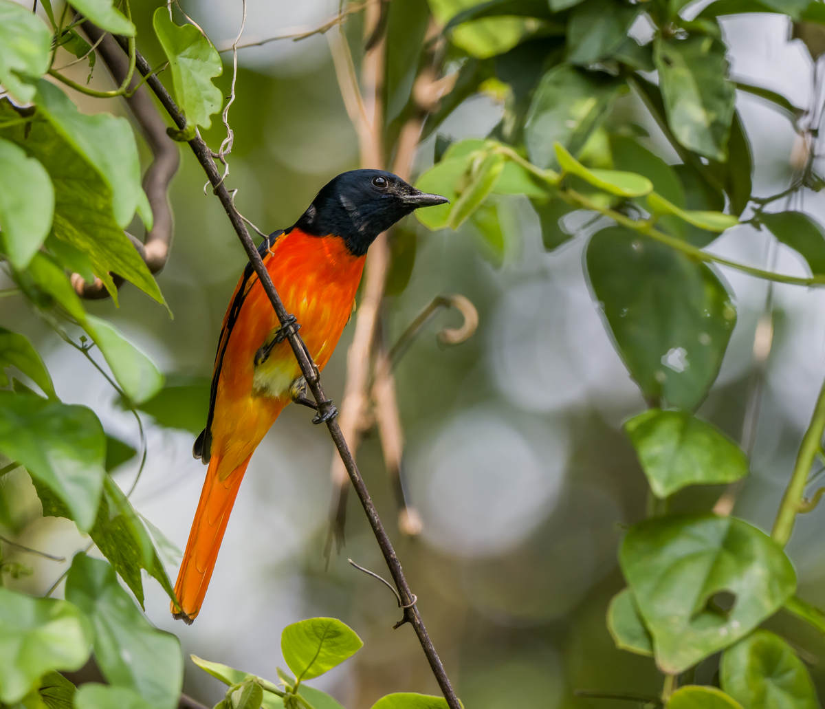 Birding Jianfengling, Hainan (I to Z) - 10,000 Birds