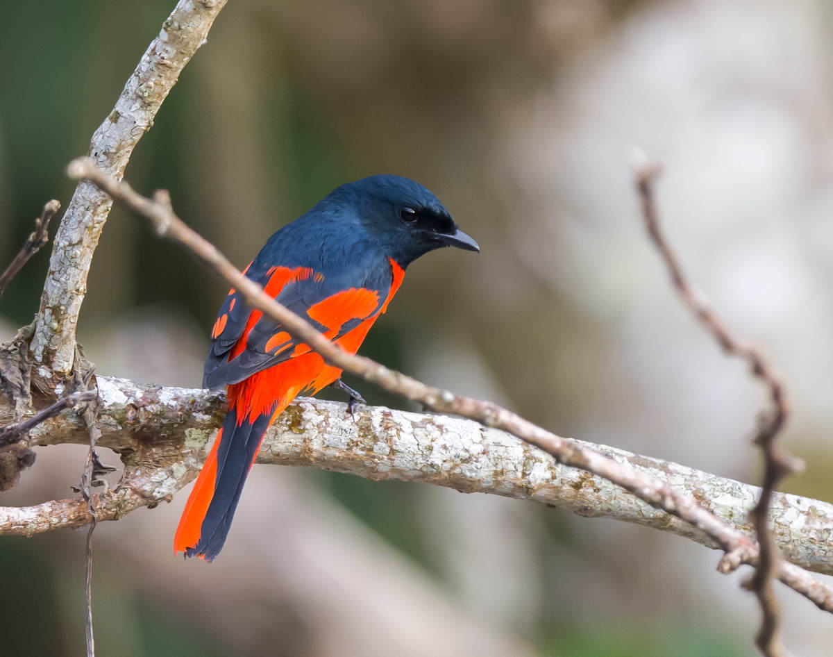 Birding Jianfengling, Hainan (I to Z) - 10,000 Birds