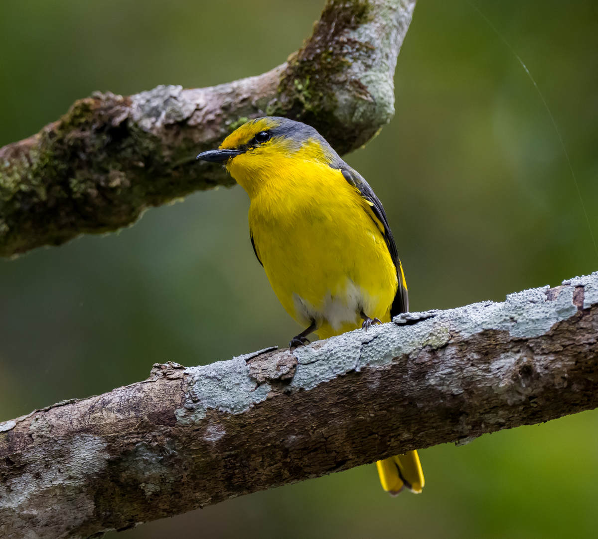 Birding Jianfengling, Hainan (I to Z) - 10,000 Birds