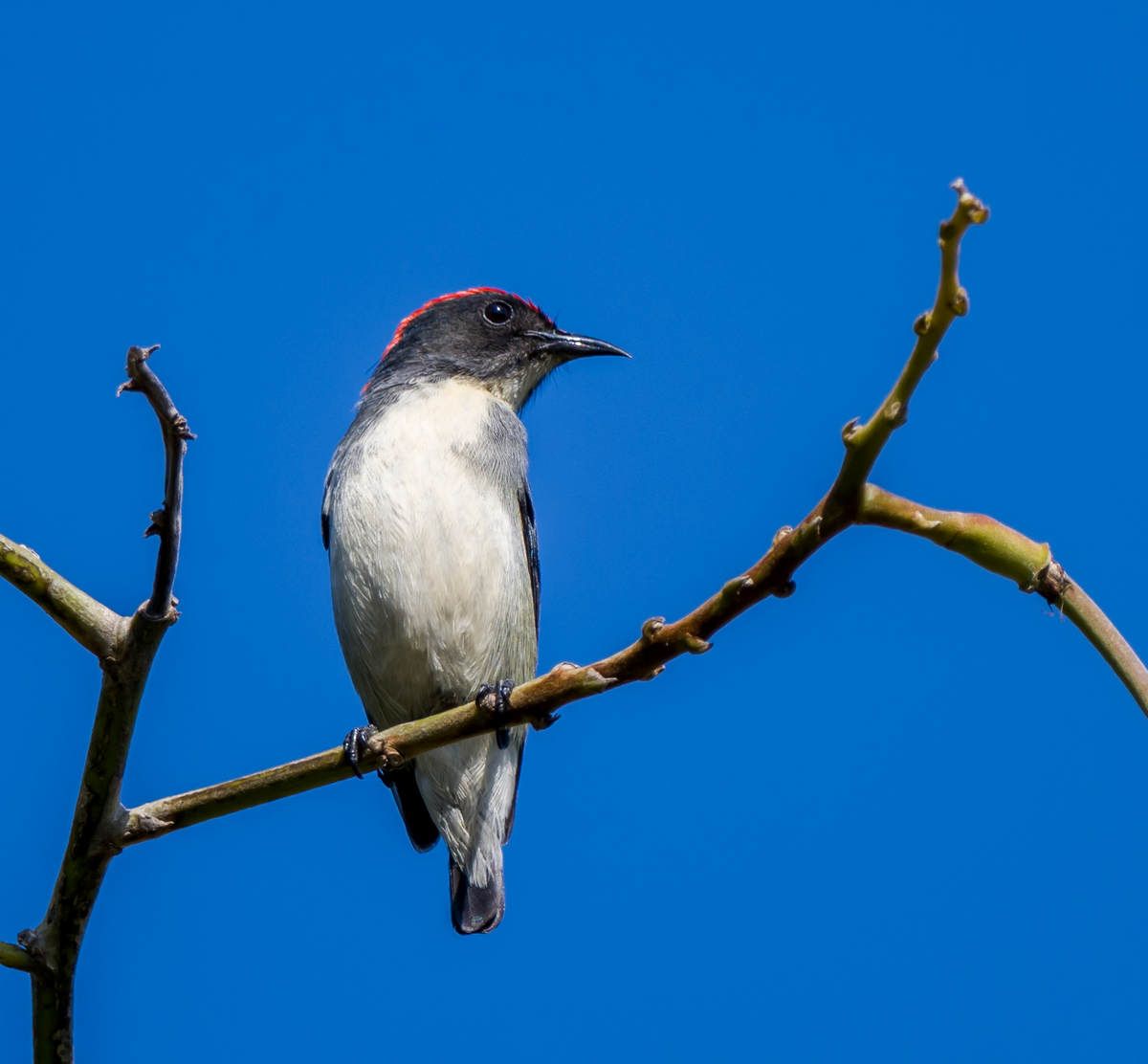 Birding Jianfengling, Hainan (I to Z) - 10,000 Birds