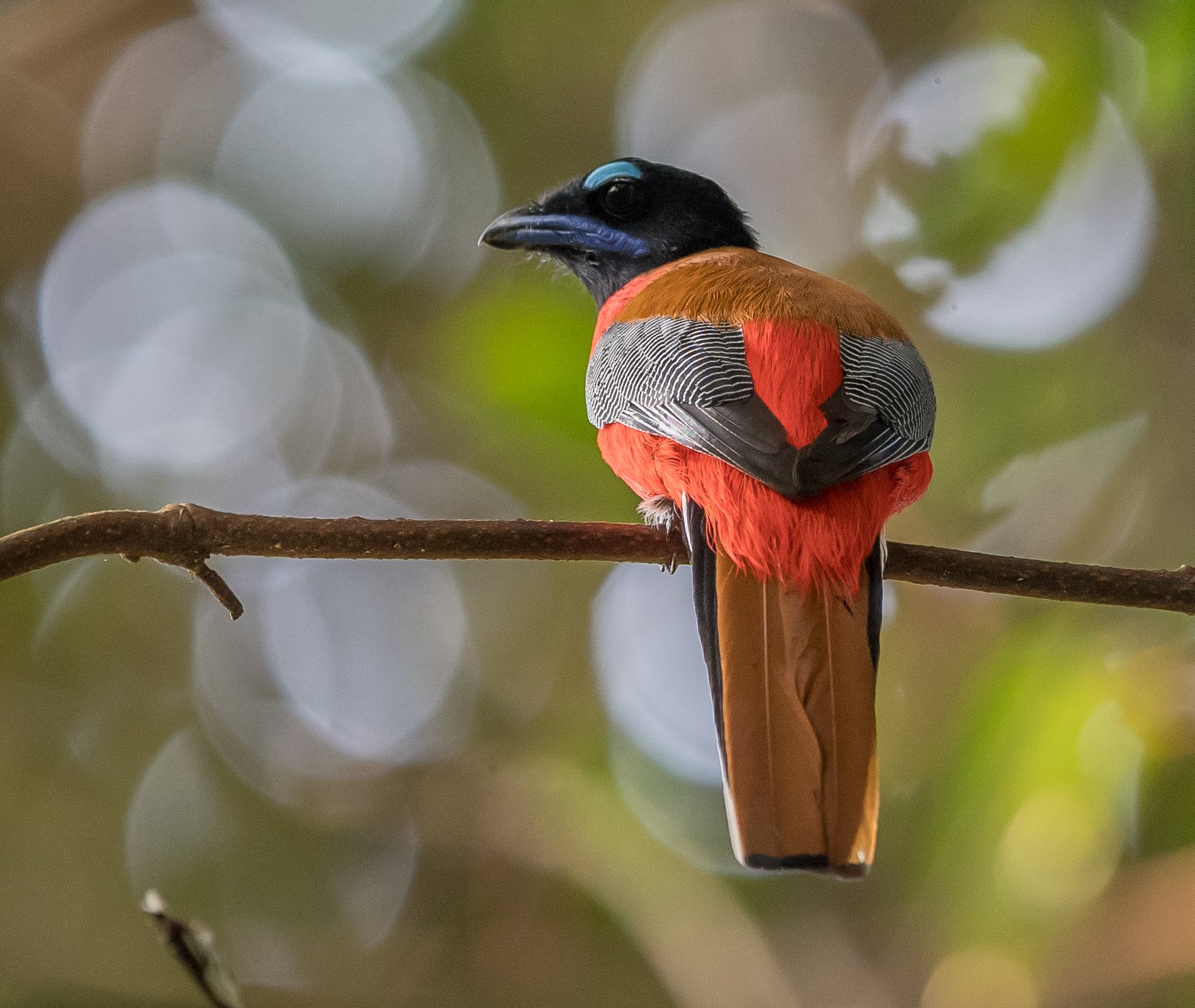 Birding Taman Negara, or the dubious joys of rainforest birding ...