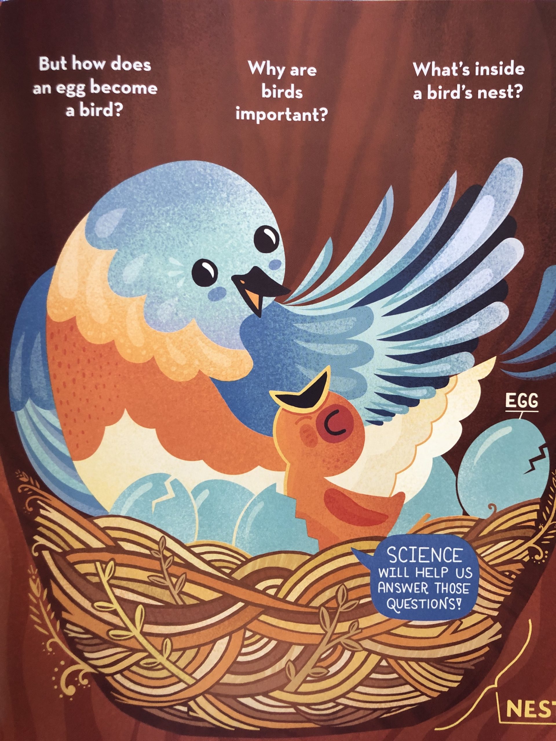 What’s Inside a Bird’s Nest: A KidLit Bird Book Review - 10,000 Birds