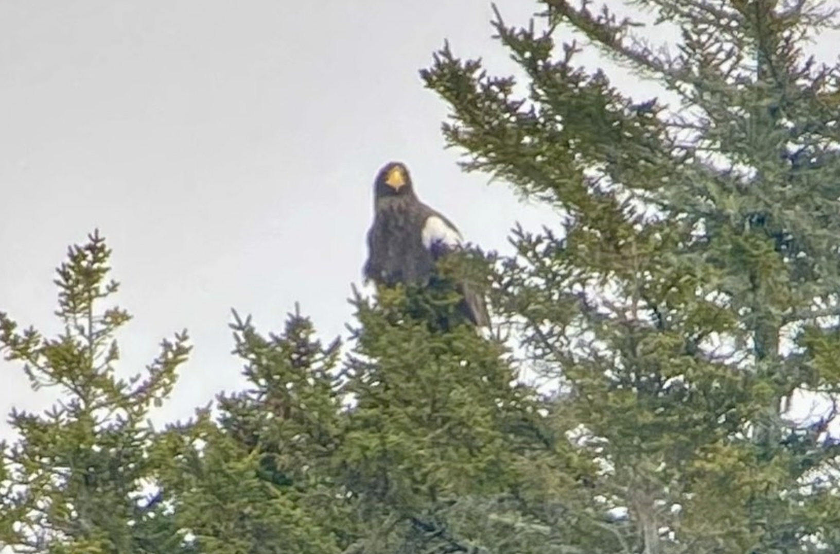Ending 2021 with the Steller’s Sea Eagle - 10,000 Birds