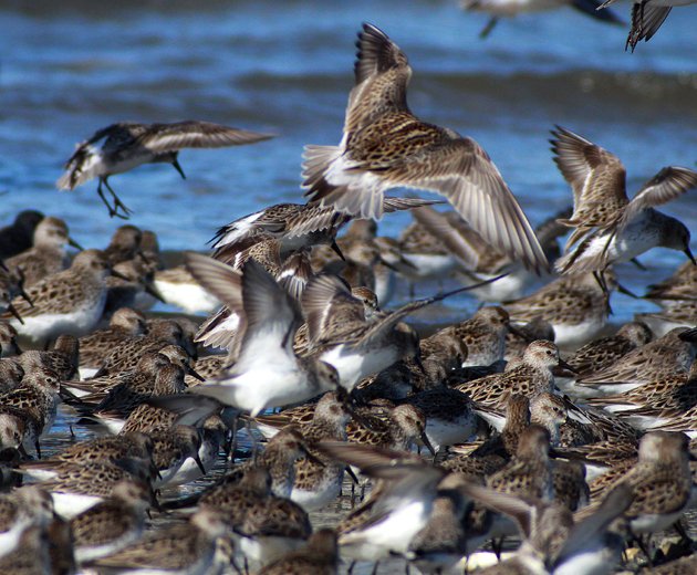 Banded Semipalmated Sandpipers at Big Egg Marsh, Queens, New York ...