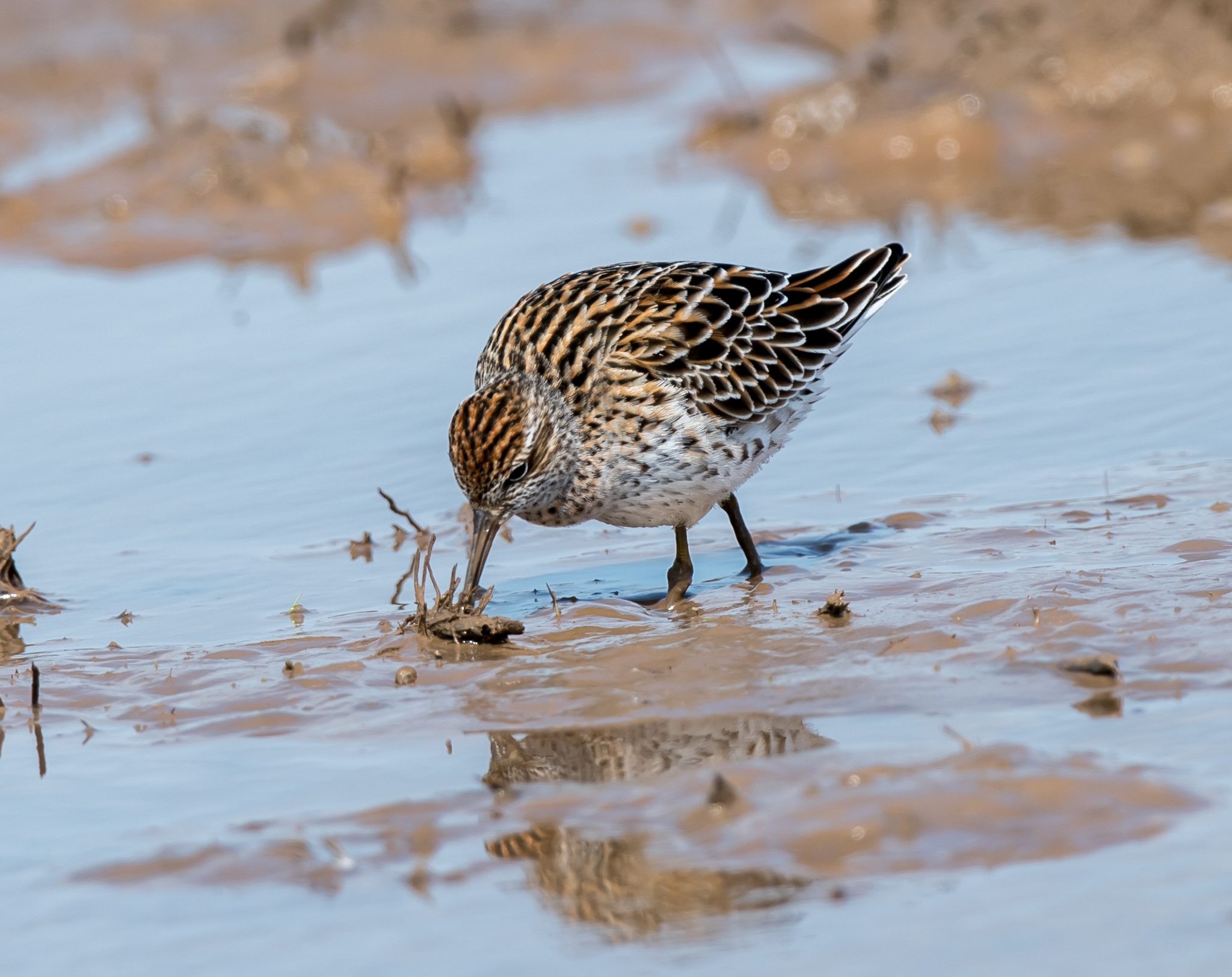Shanghai birds in April - 10,000 Birds