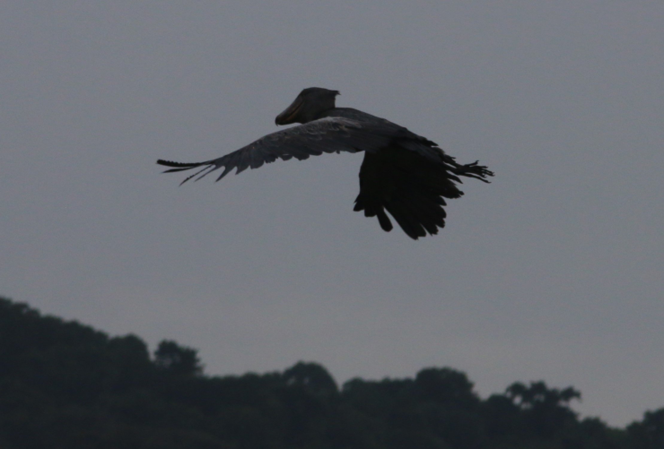 Uganda’s Billion Dollar Bird: The Shoebill - 10,000 Birds