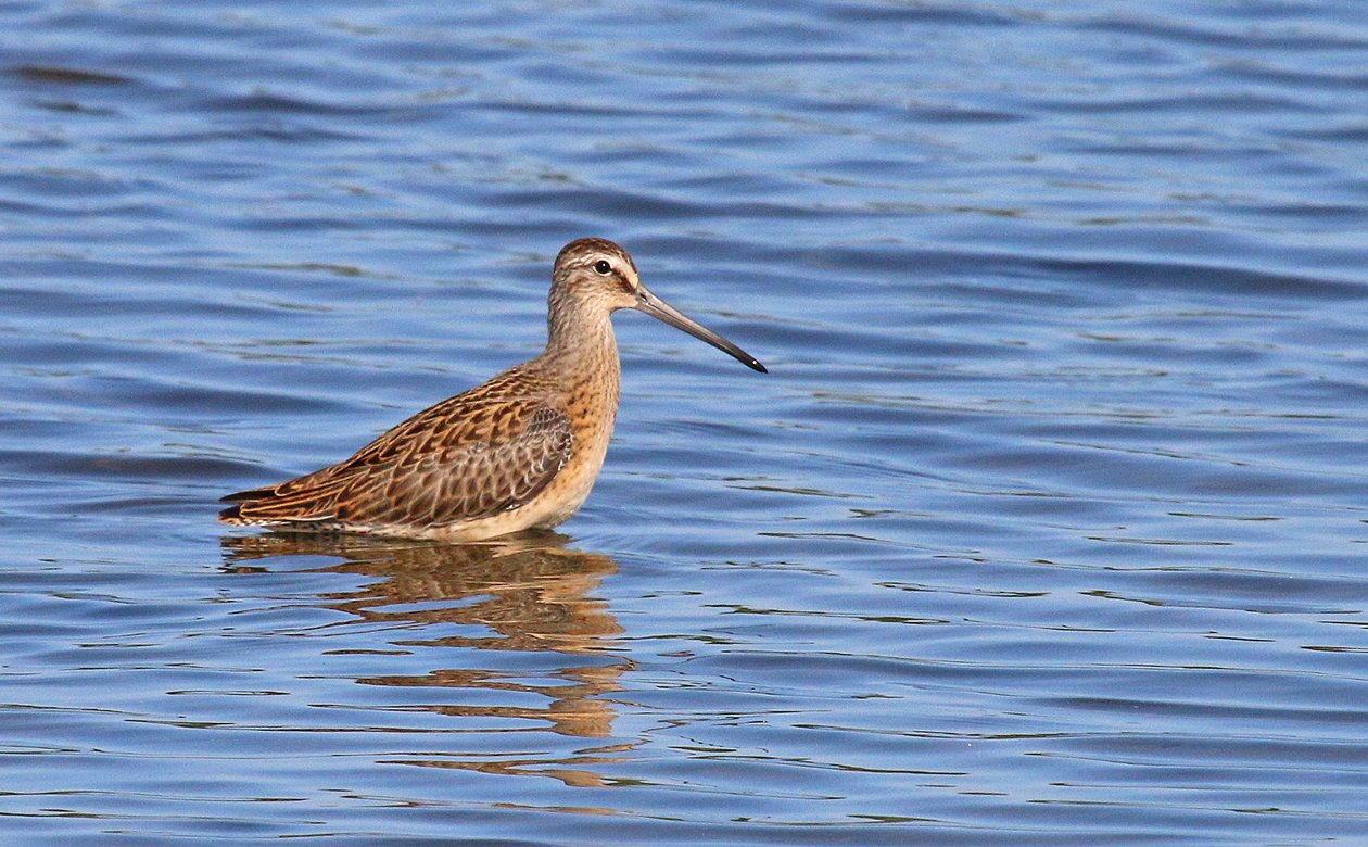 Which Juvenile Shorebird is Better? Least Sandpiper or Short-billed ...