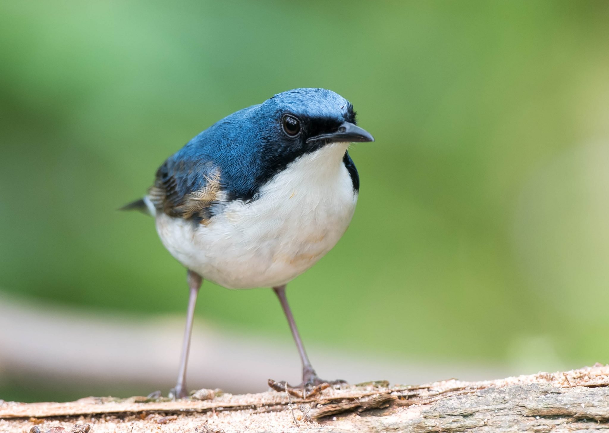A few interesting birds seen at Nanhui, Shanghai in 2019 - 10,000 Birds