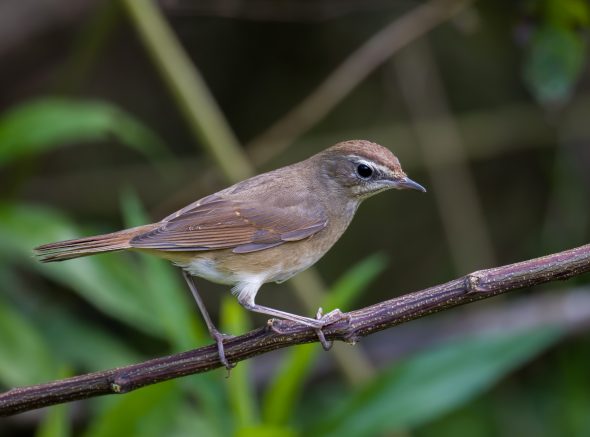 The Siberian Rubythroat - 10,000 Birds