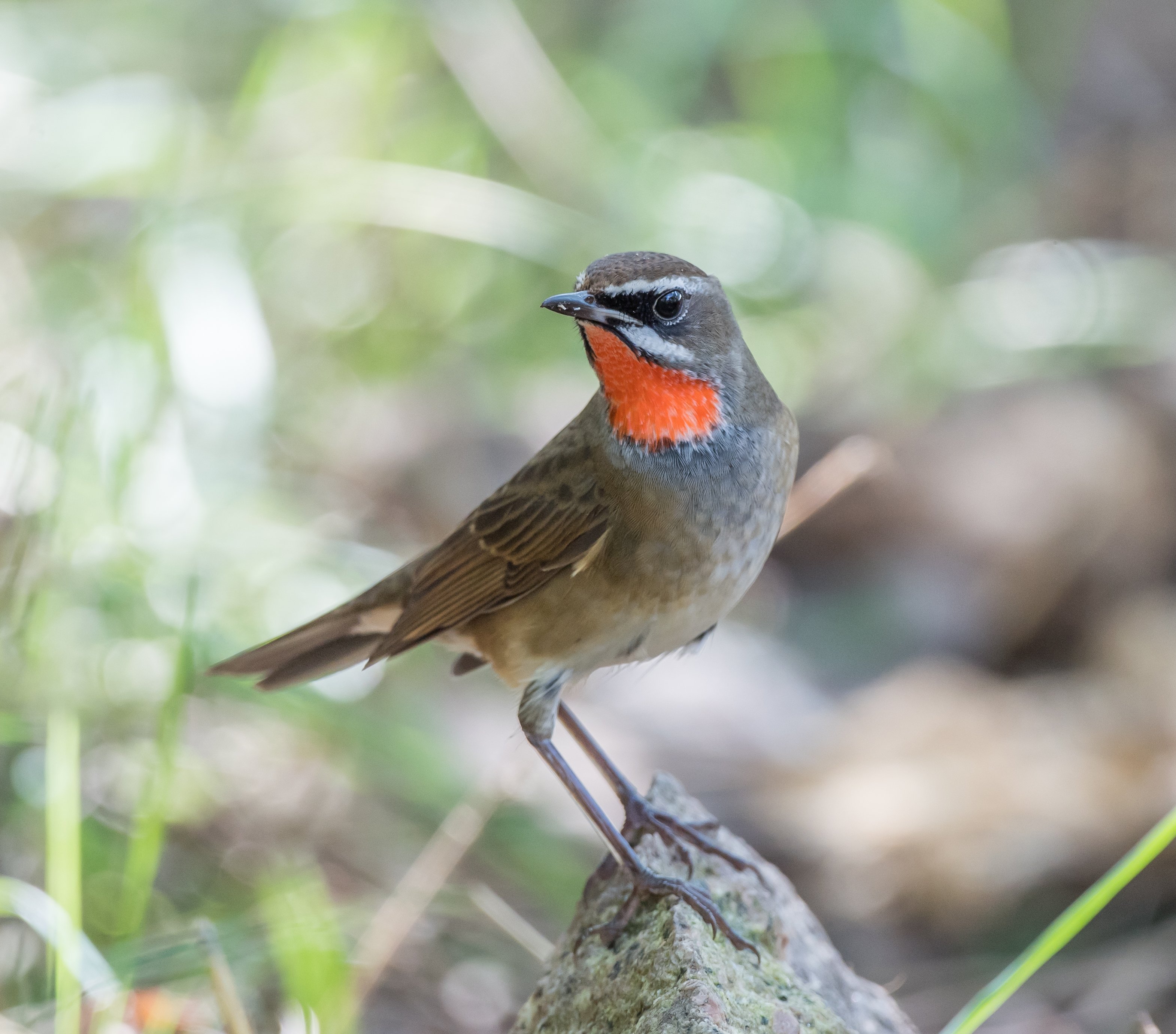 Birding in Nanhui, Shanghai in October 2019 - 10,000 Birds