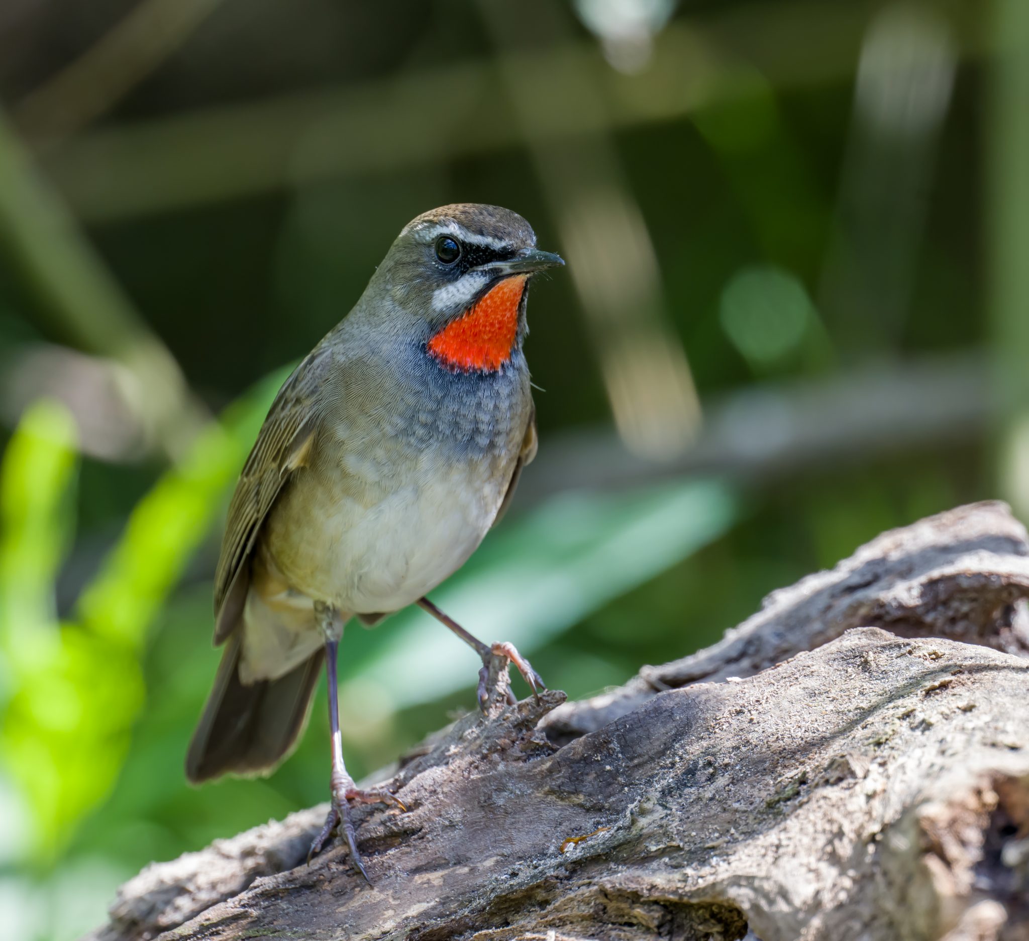 The Siberian Rubythroat - 10,000 Birds