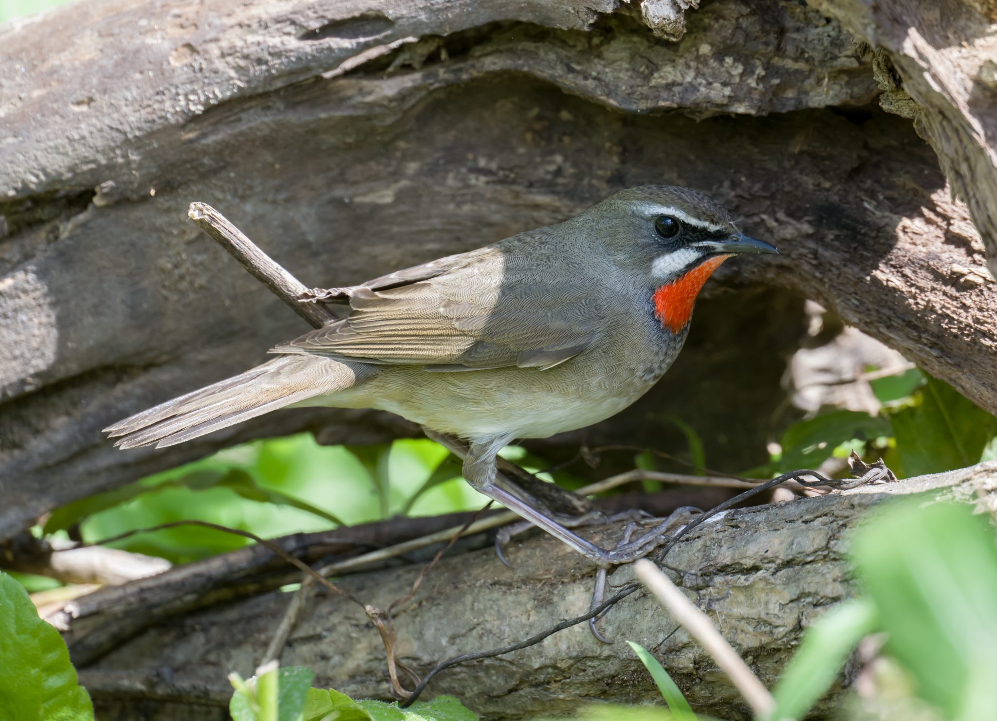 The Siberian Rubythroat - 10,000 Birds