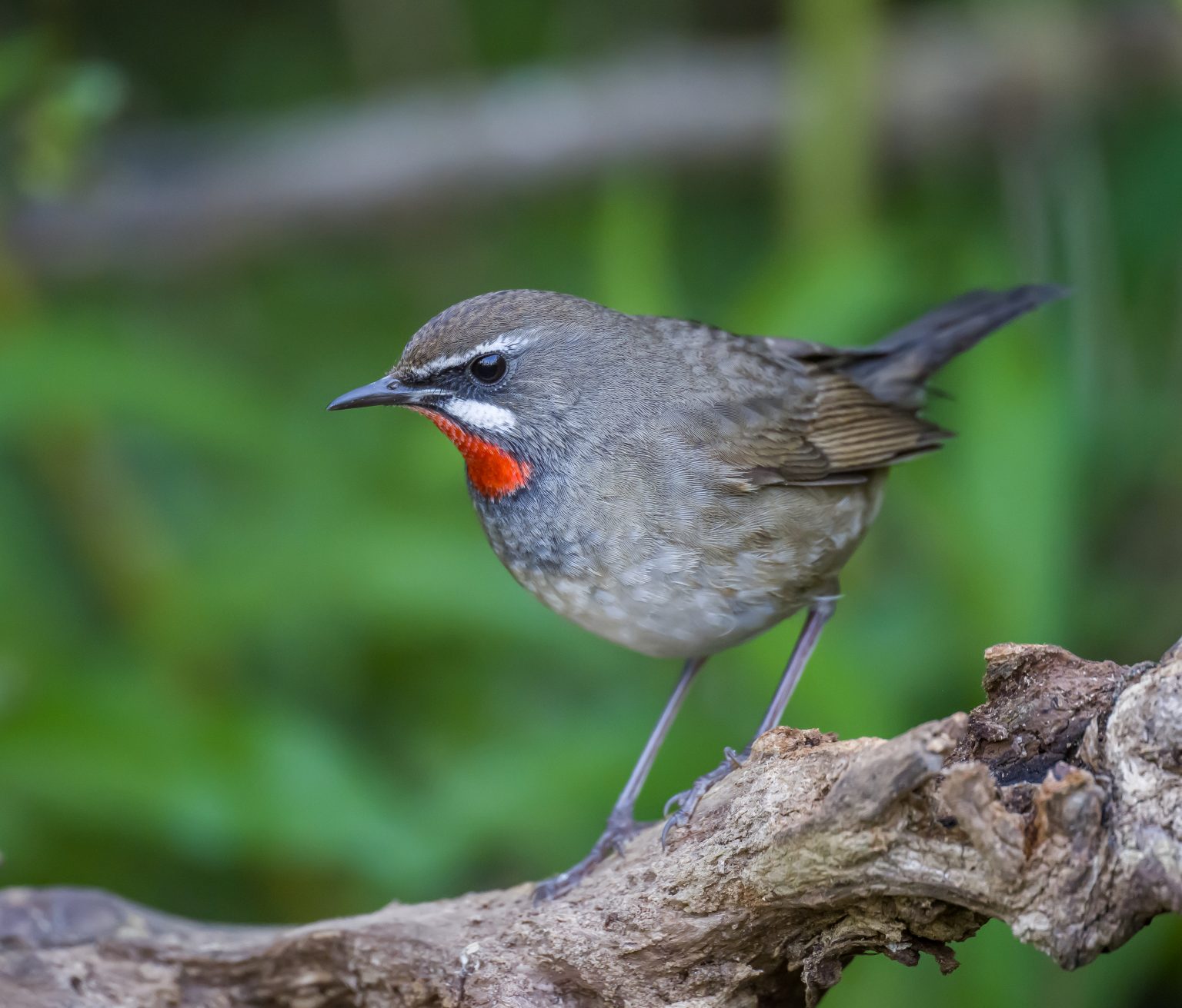The Siberian Rubythroat - 10,000 Birds