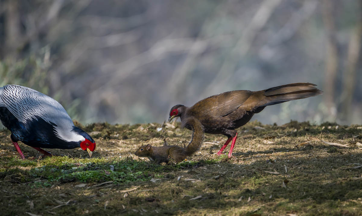 Birding Yibin, Sichuan - 10,000 Birds