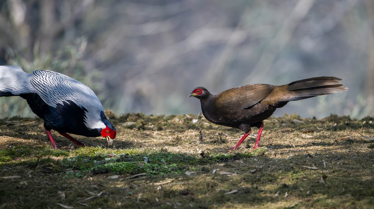 Birding Yibin, Sichuan - 10,000 Birds