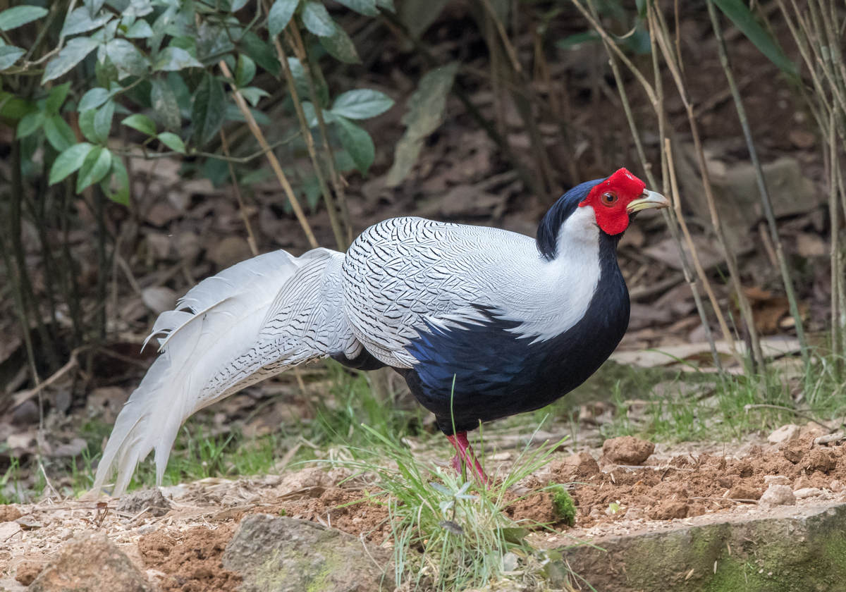 Birding Sanming, Fujian - 10,000 Birds