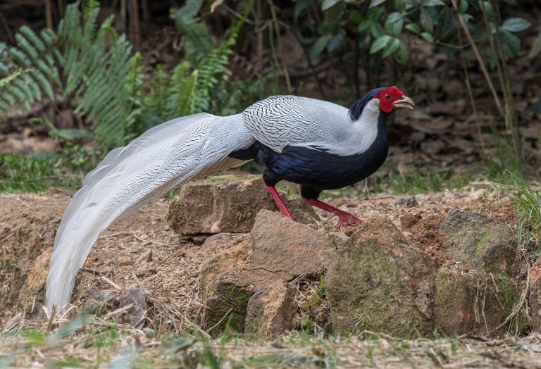 Some Chinese Pheasants - 10,000 Birds