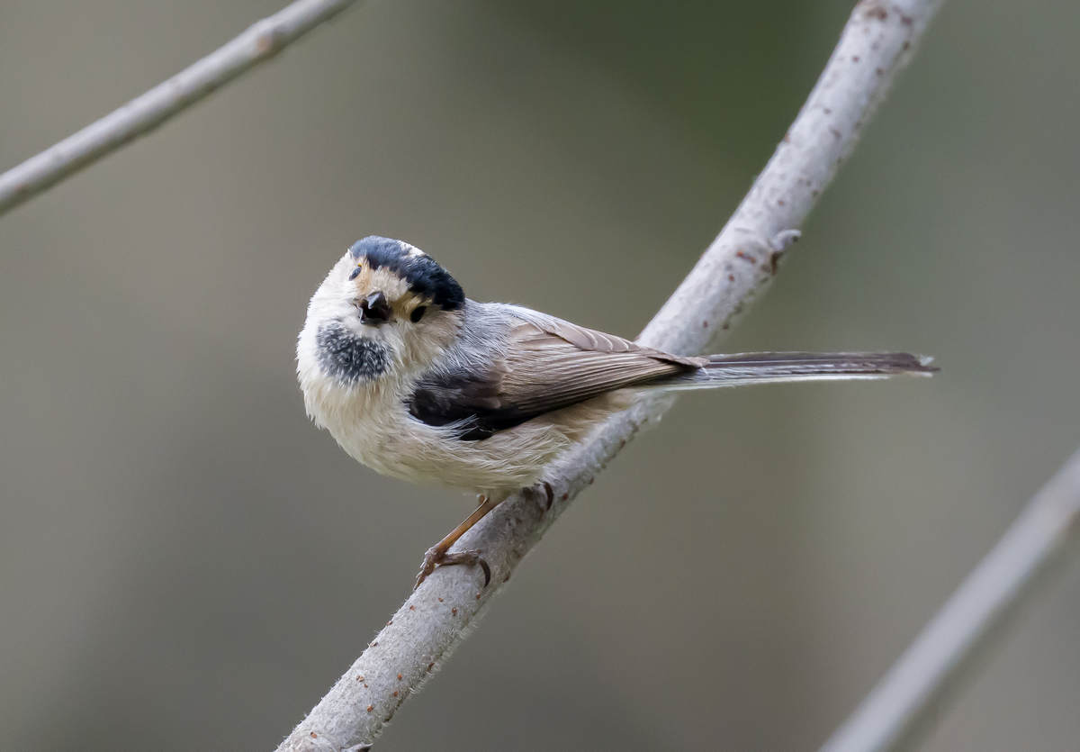 Birding Tongli Wetland Park - 10,000 Birds