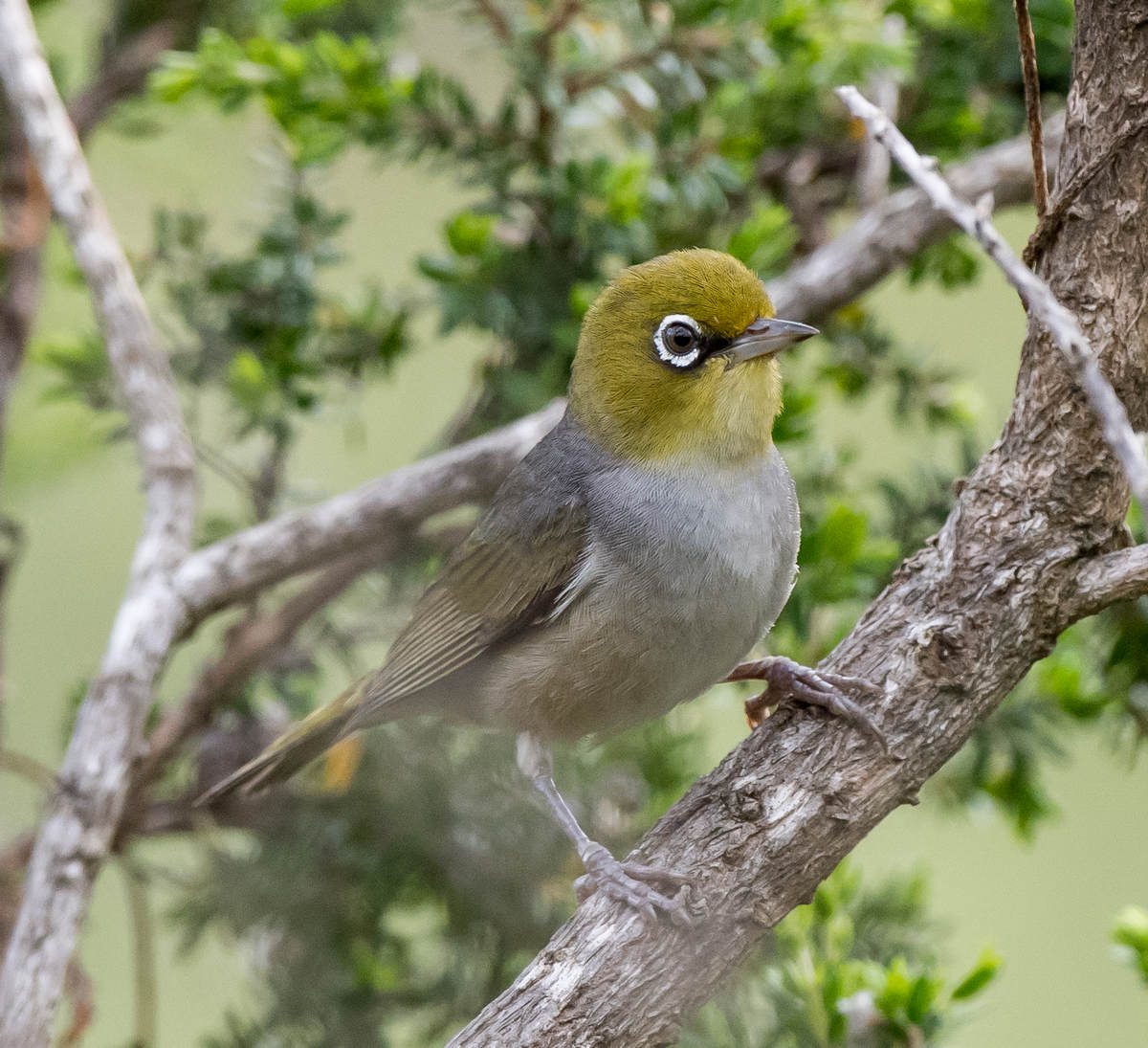 15 Australian Birds (Episode 5) - 10,000 Birds