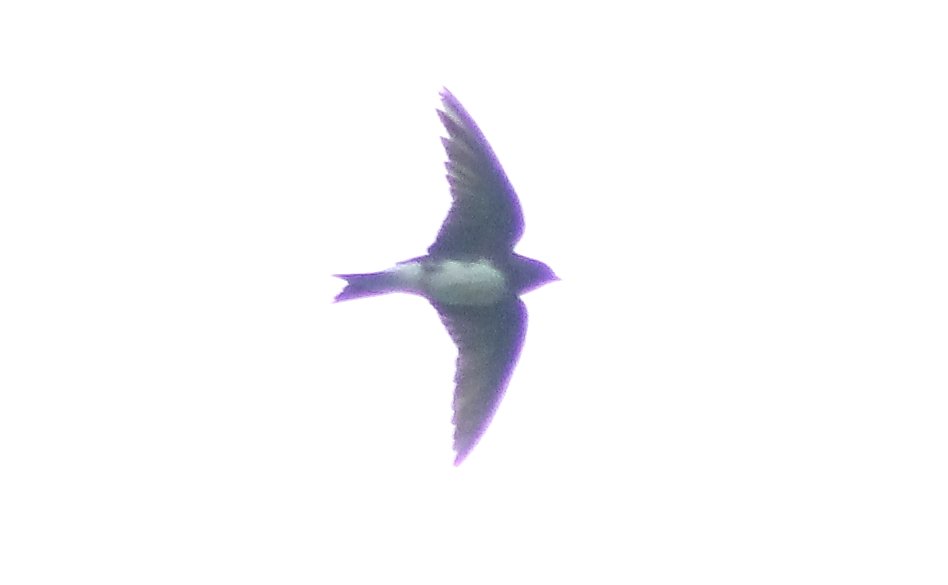 My Pilgrimage - 10,000 Birds