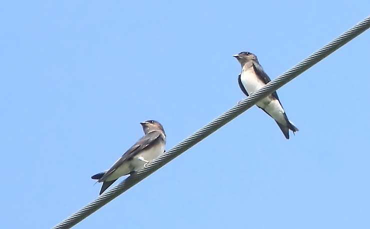 Martin Mania - 10,000 Birds