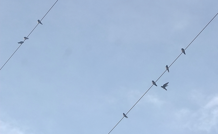Martin Mania - 10,000 Birds