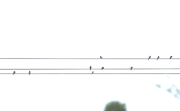 Martin Mania - 10,000 Birds