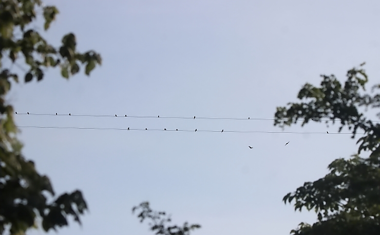 Give, and it shall be given unto you - 10,000 Birds