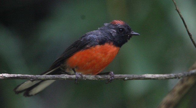 The Pleasure and Pain of Pino Real - 10,000 Birds