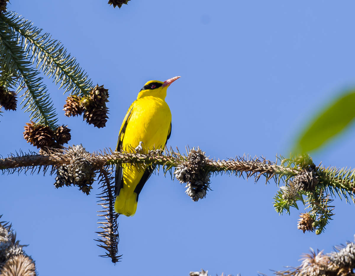 Birding Tengchong, Yunnan (again) - 10,000 Birds