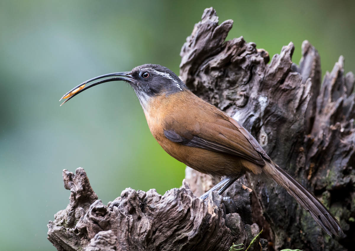 Baihualing - The Sequel - 10,000 Birds