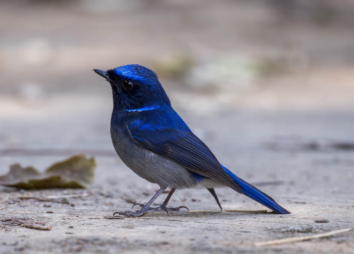 Birding Nonggang, Guangxi, China - part 2 - 10,000 Birds