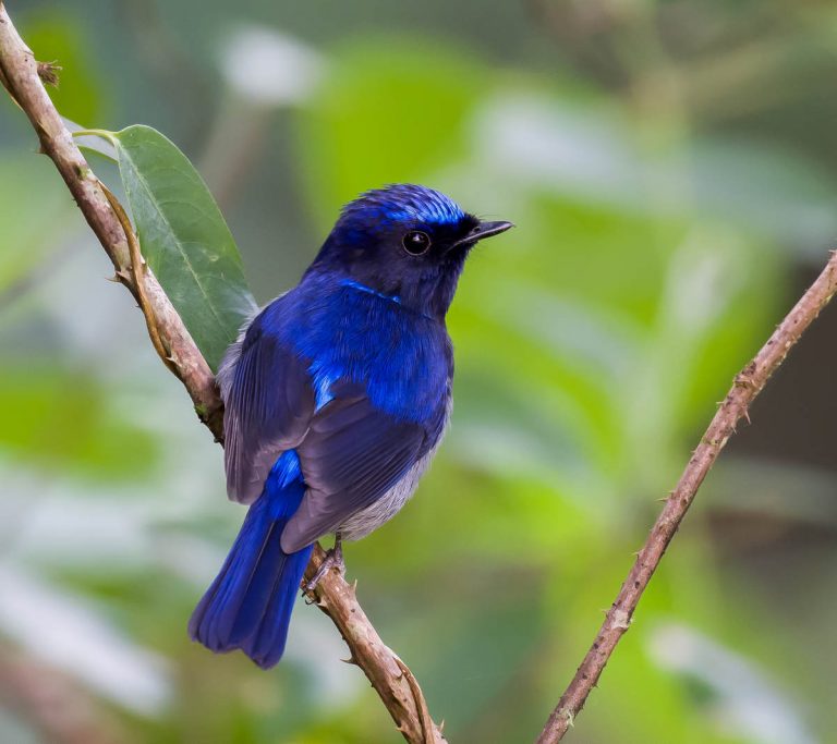 Birding Nonggang, Guangxi, China - part 2 - 10,000 Birds