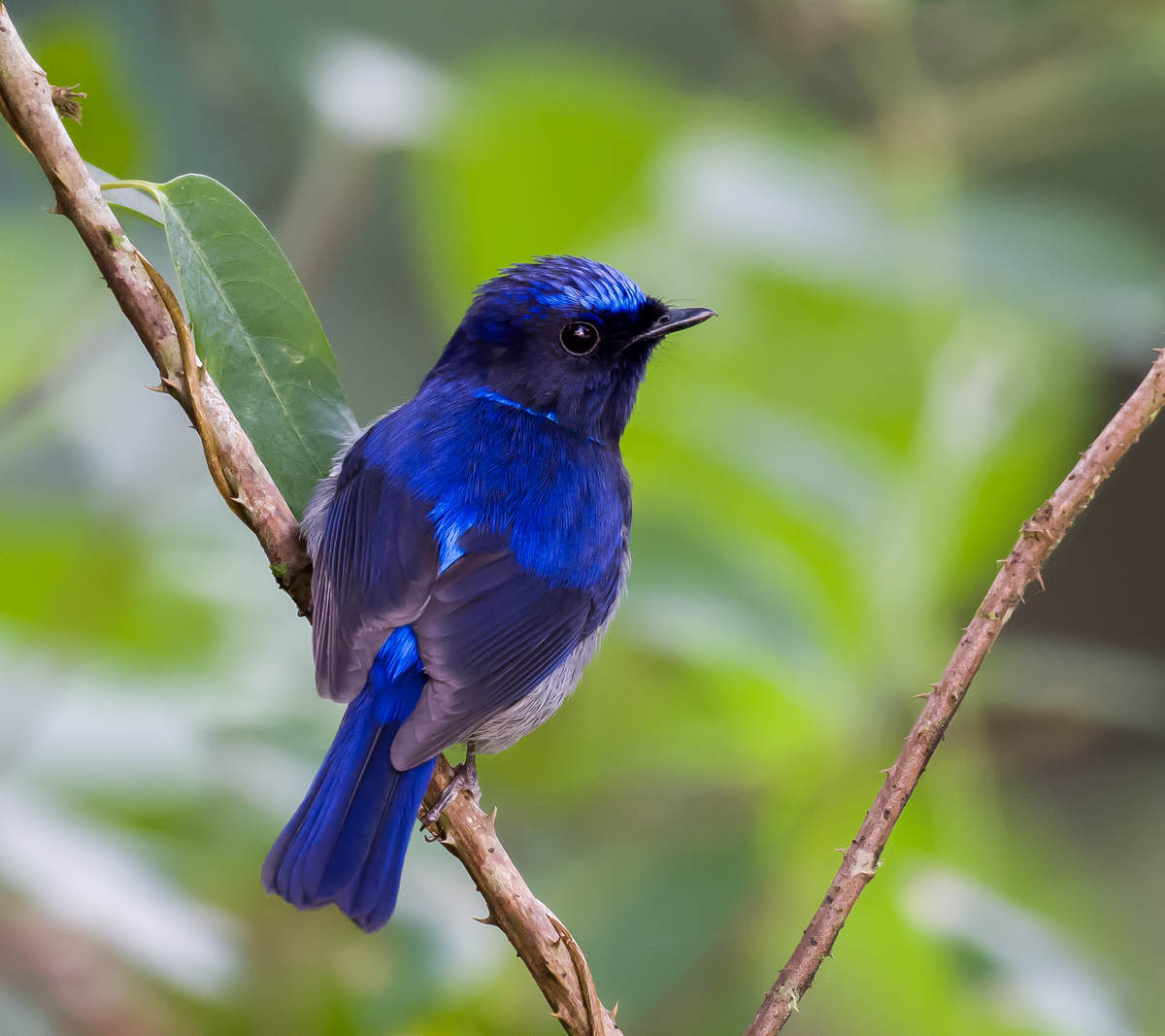 Birding Nonggang, Guangxi, China - part 2 - 10,000 Birds