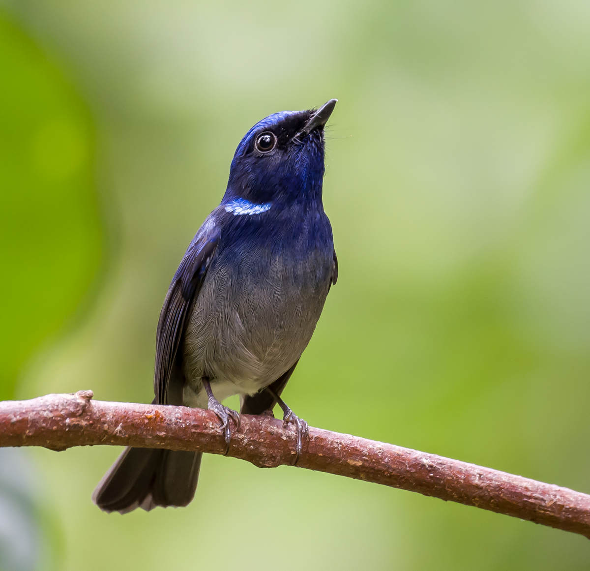 Birding Nonggang, Guangxi, China - part 2 - 10,000 Birds