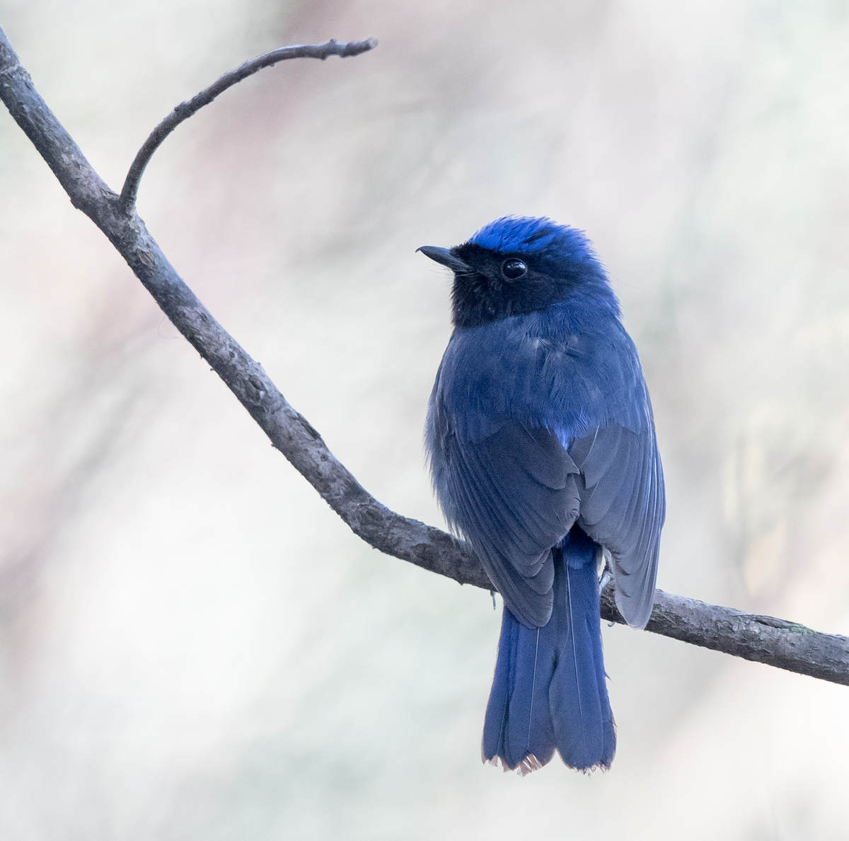 Birding Tengchong, Yunnan, China in 2017 - 10,000 Birds