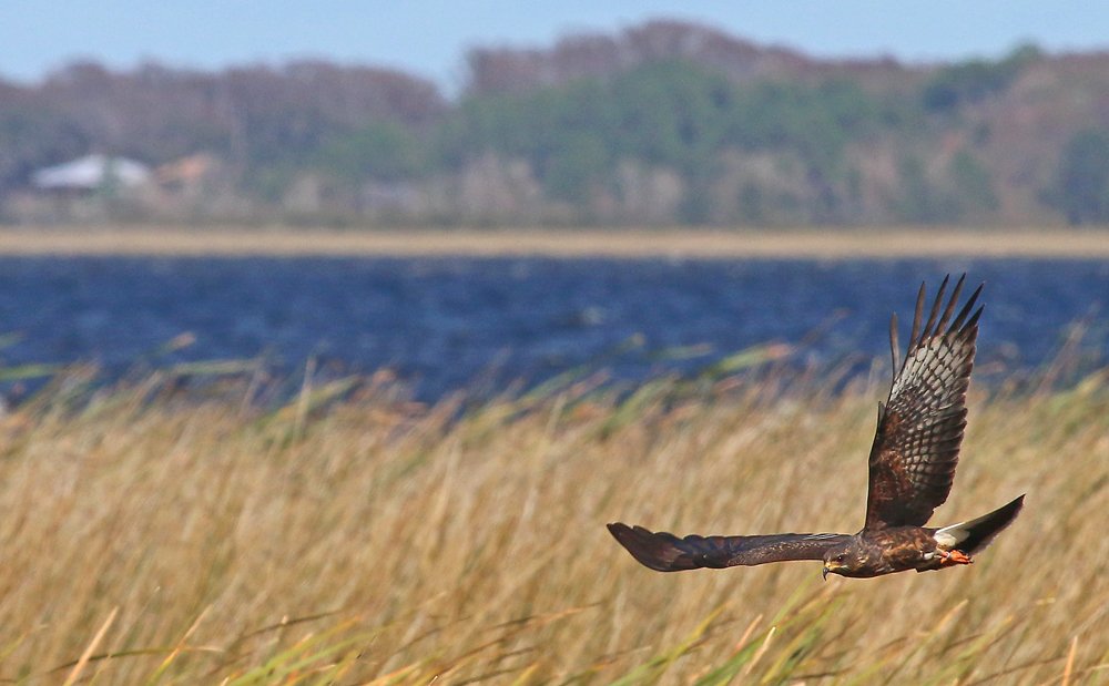 Snail Kites at East Lake Toho - 10,000 Birds