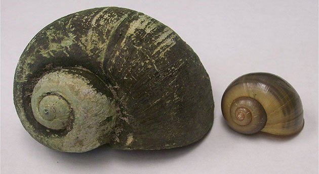 The Everglade Snail Kite Is Making a Comeback - 10,000 Birds