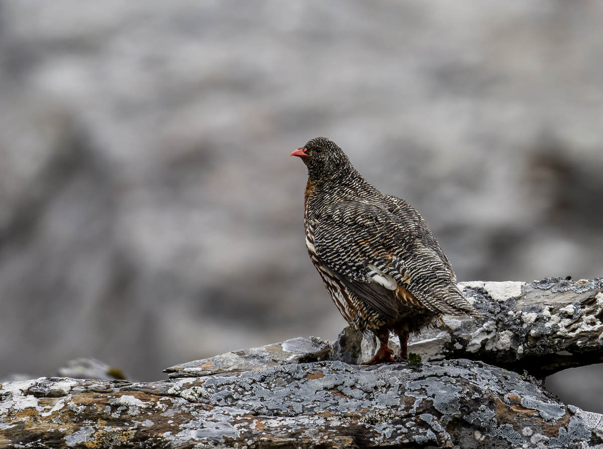 The Snow Partridge - 10,000 Birds