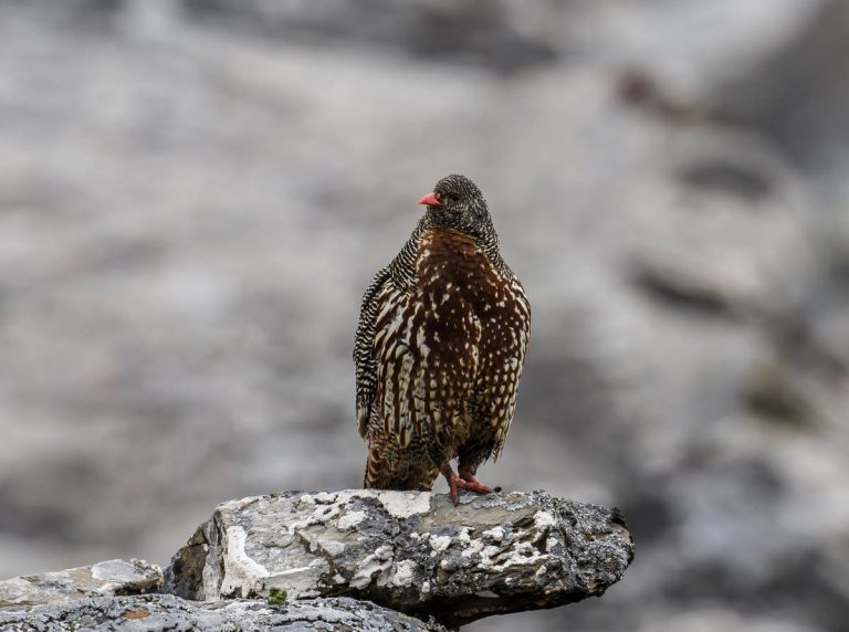 The Snow Partridge - 10,000 Birds